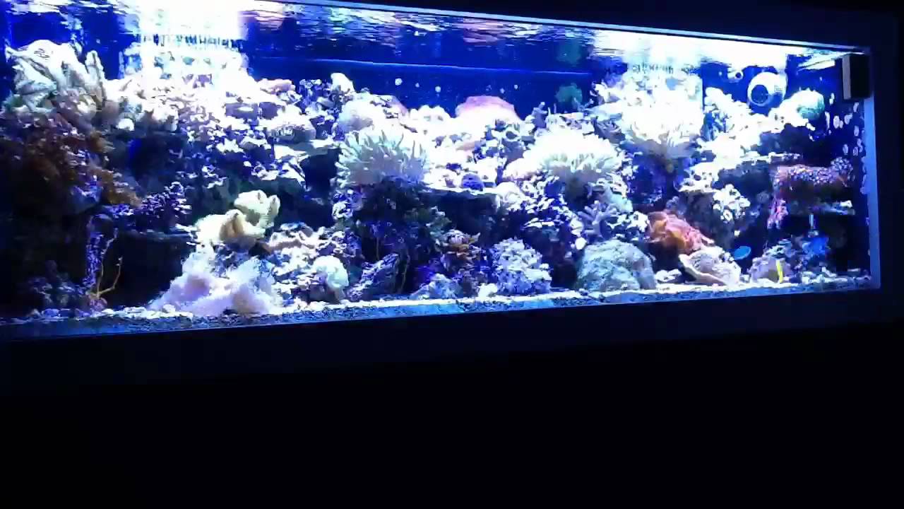 Sunrise sunset reef tank - YouTube