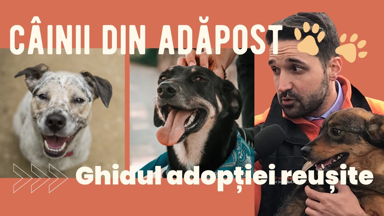 Ghidul adoptiei de succes a unui caine din adapost - ce tipuri de caini ...