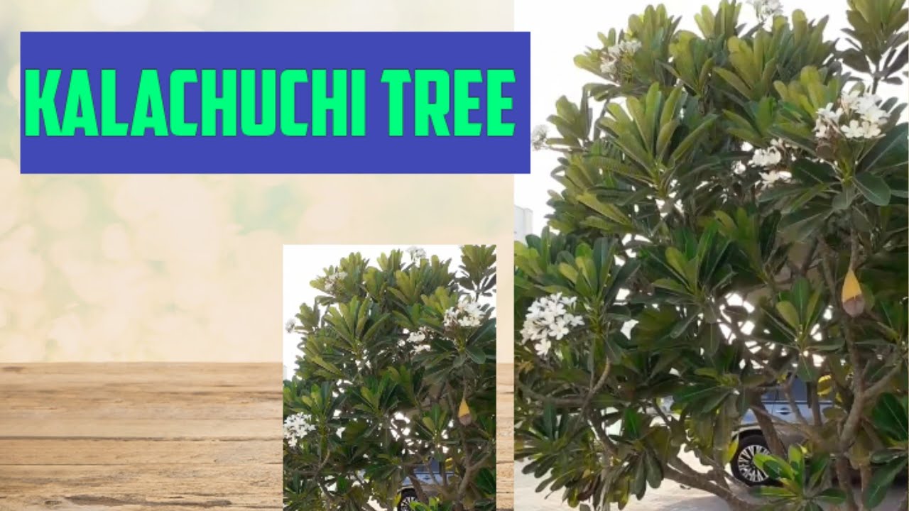 KALACHUCHI TREE/ KALATSUTSI - YouTube