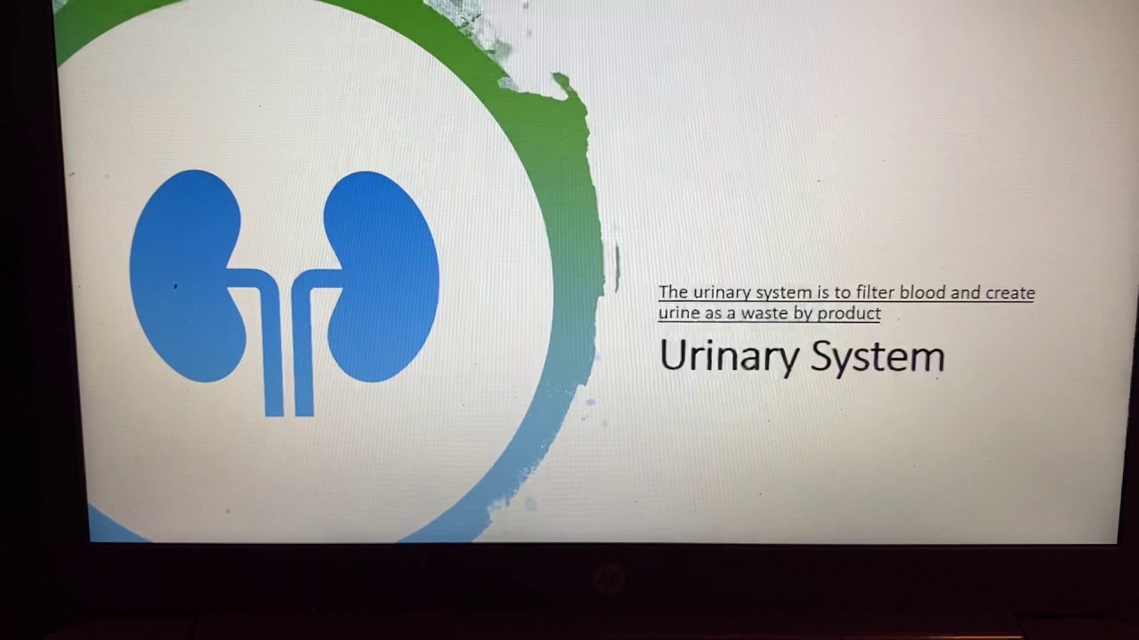 Urinary System Presentation - YouTube