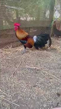 Noob qaib qus zoo nkauj thiab qua zoo (pom 1) - YouTube