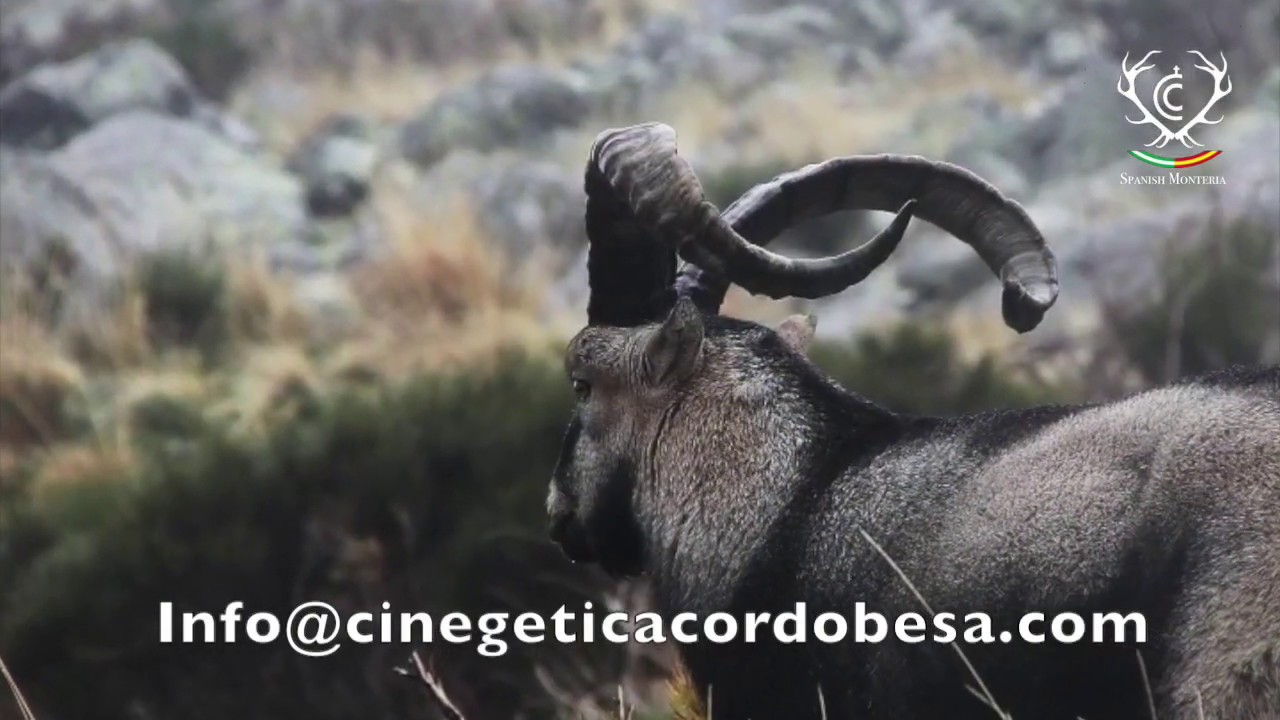 Ibex Gredos Grand Slam - YouTube