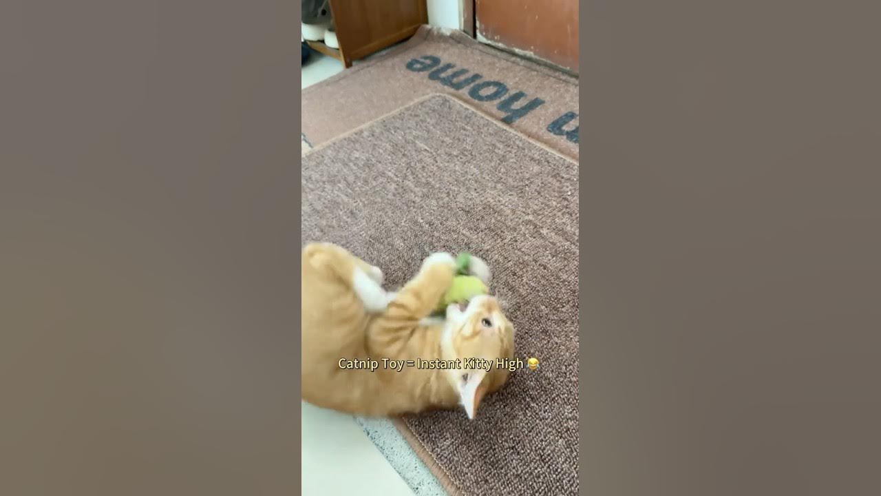 Catnip toy = Instant kitty high! #catshorts #cute #cat #cattoyfactory #pets #cutekitty #catnip ...