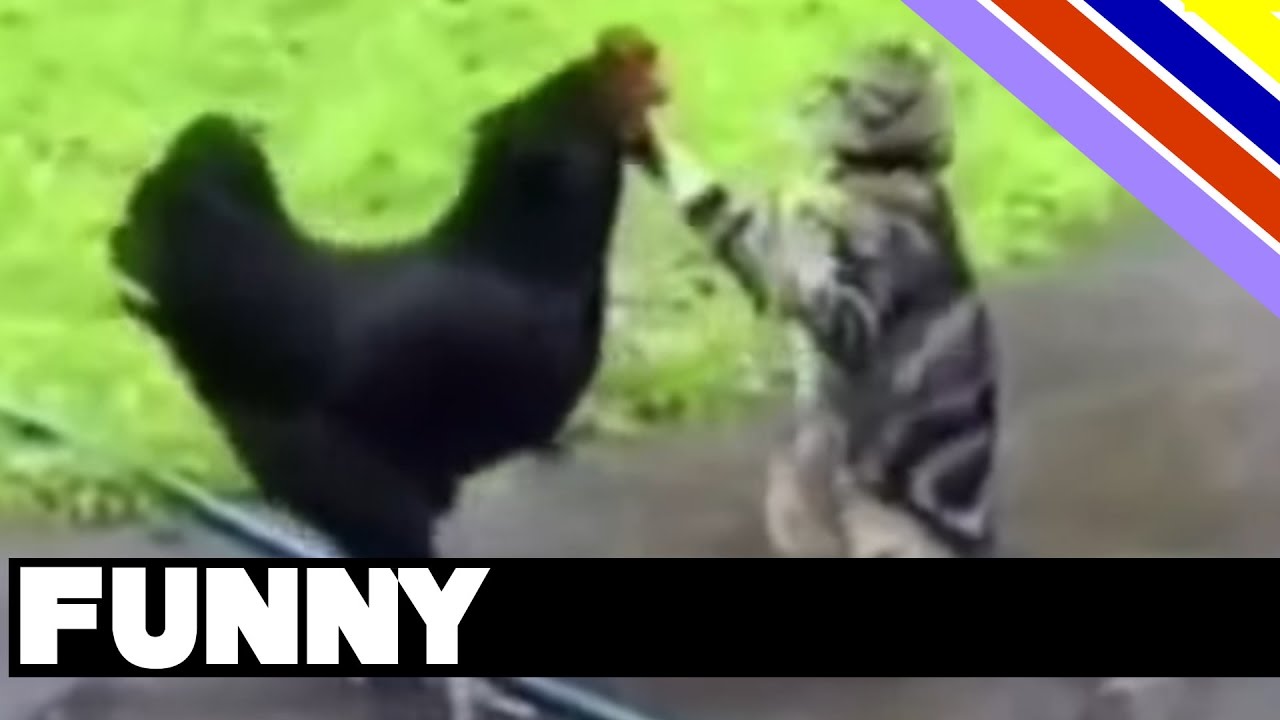 Funny, clumsy, silly cat compilation - YouTube