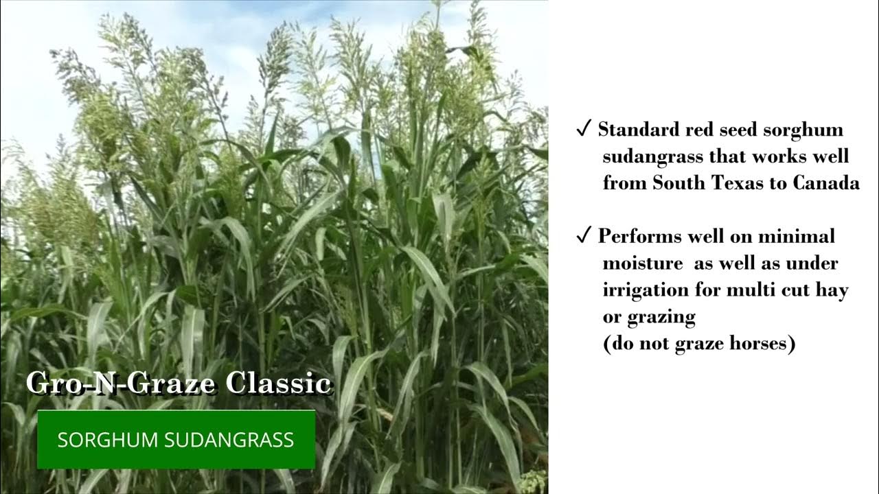 Gro N Graze Classic Hybrid Sorghum Sudangrass - YouTube