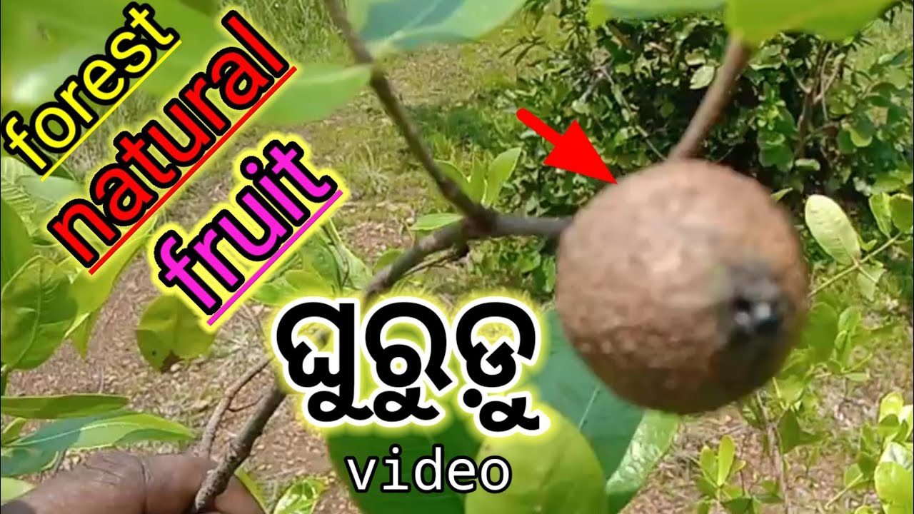 forest fruit//ghurudu//ଘୁରୁଡ଼ୁ - YouTube