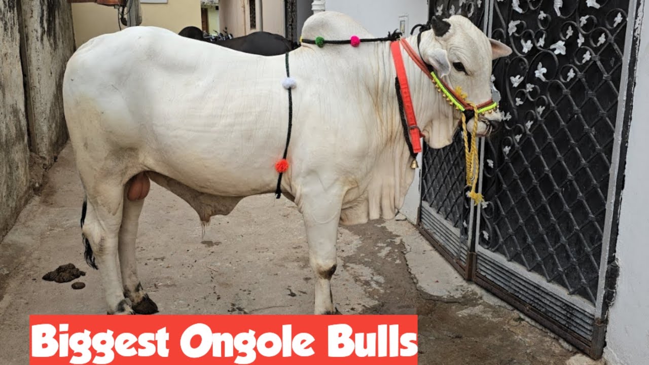 biggest Ongole bull's available in yaqutpura | deoni & ongole ke bade ...