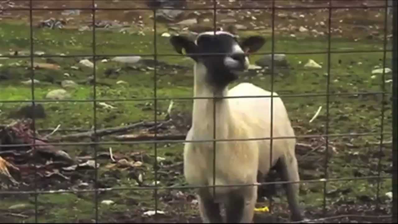 Kristen Kelly - He Loves To Make Me Cry [Goat Version] - YouTube