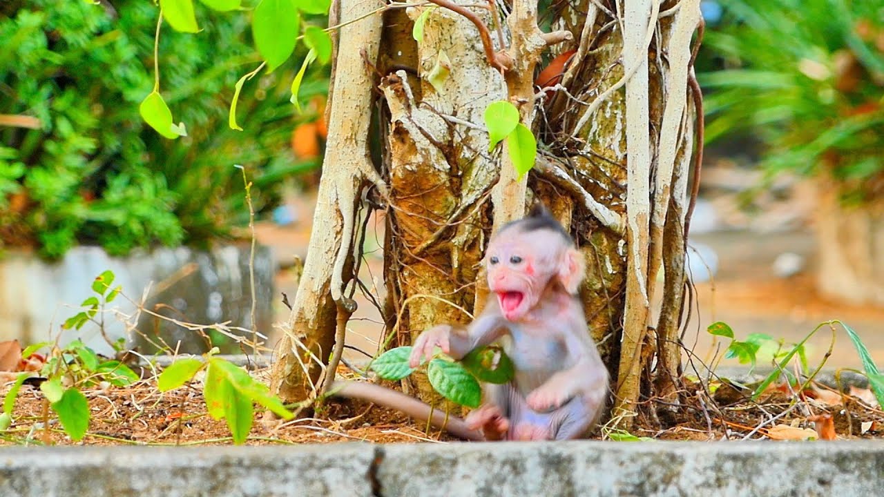 Baby SAM is very scared when he stays alone, he tries to run and go to ...