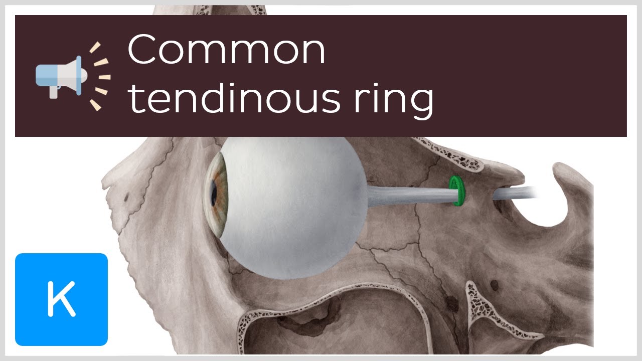 Common tendinous ring | Anatomical Terms Pronunciation by Kenhub - YouTube