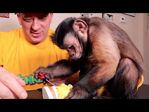 Capuchin Monkey Play-Doh Dental Practice! Dr MonkeyBoo DDS - YouTube
