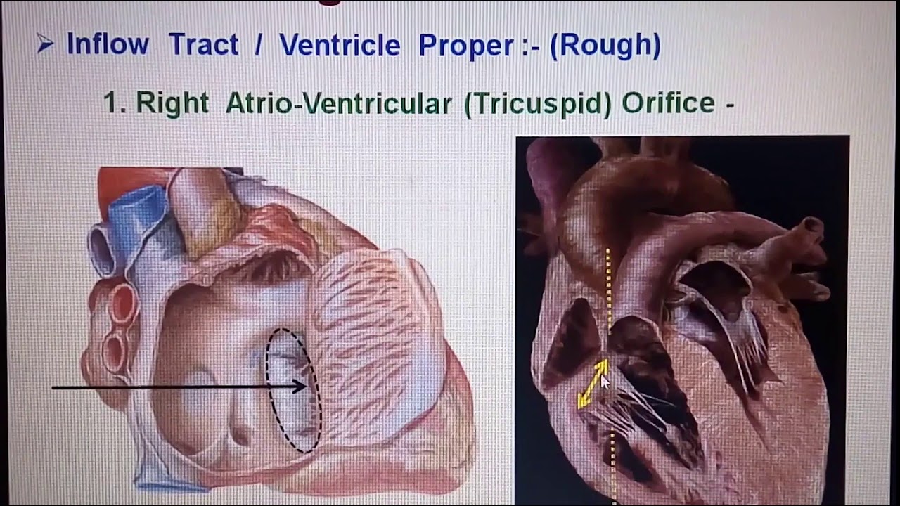 Right Ventricle of The Heart - YouTube