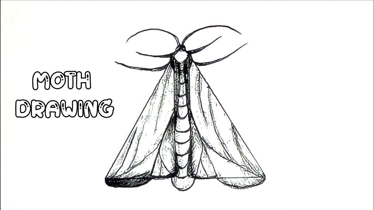 moth to draw a moth easy drawing - YouTube