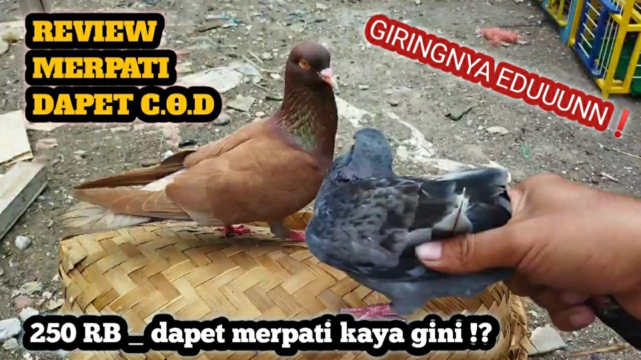 MERPATI 250RB TERNYATA GINI | merpatikolong | over CC | LAPAK - YouTube
