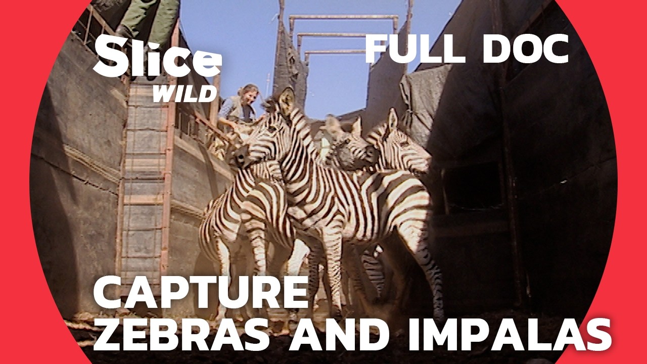 Zebra Drama and Impala High Jumps: Wildlife Adventures at Makalali ...
