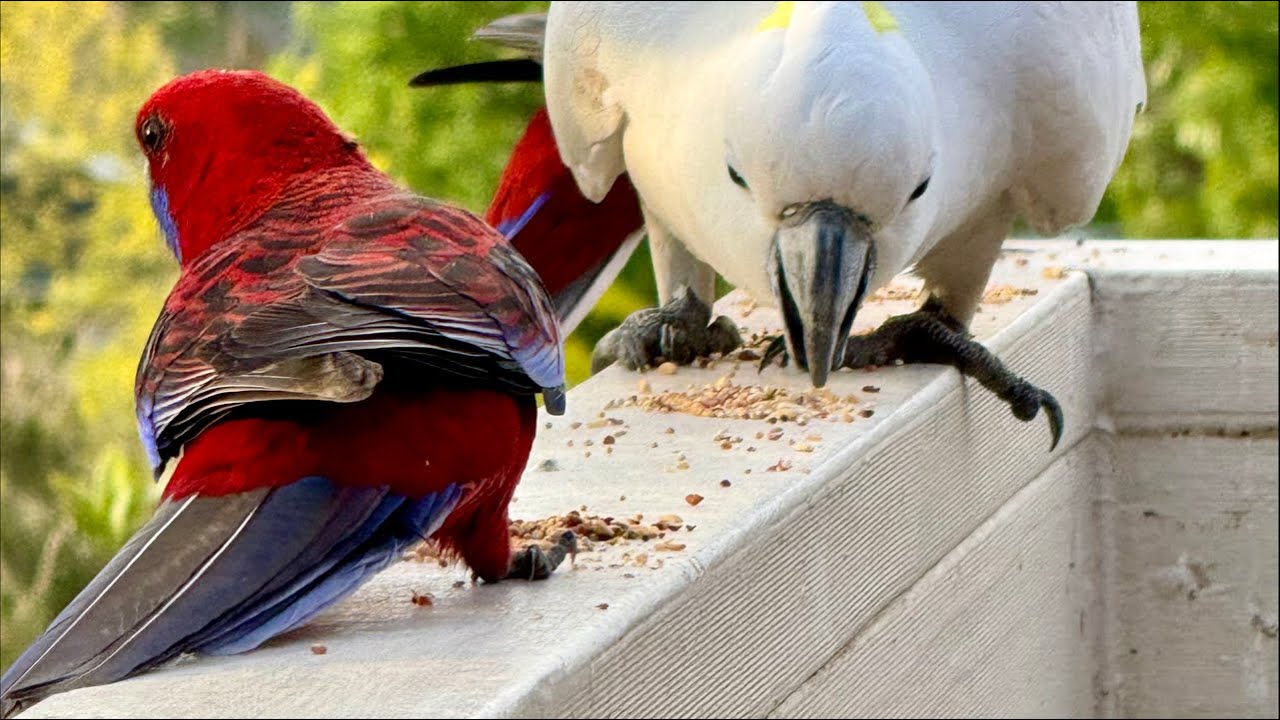 Get Ready for the MOST UNEXPECTED Parrot Encounters! - YouTube