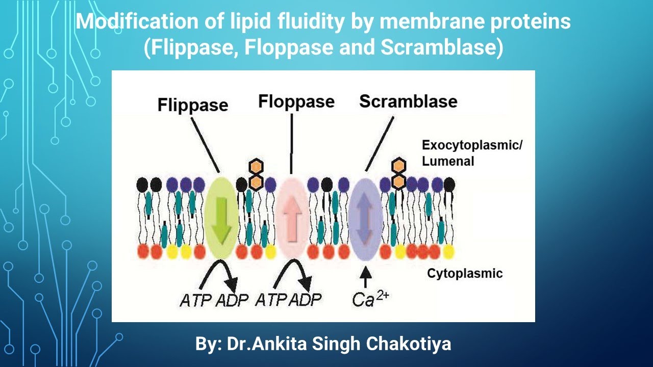 Modification of lipid fluidity by membrane proteins(Flippase, Floppase ...