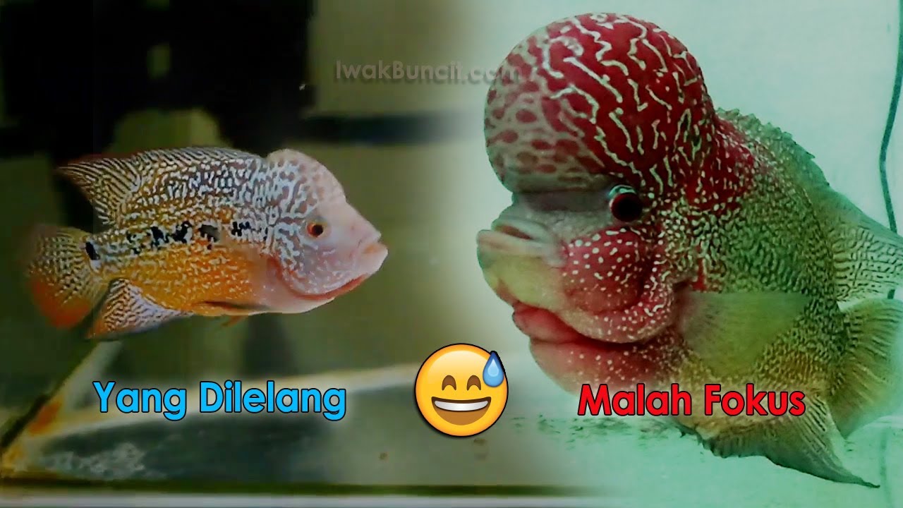 Harusnya Senang Dapat Lelang Ikan Louhan Kamfa V8, Malah Gagal Fokus 😆 ...