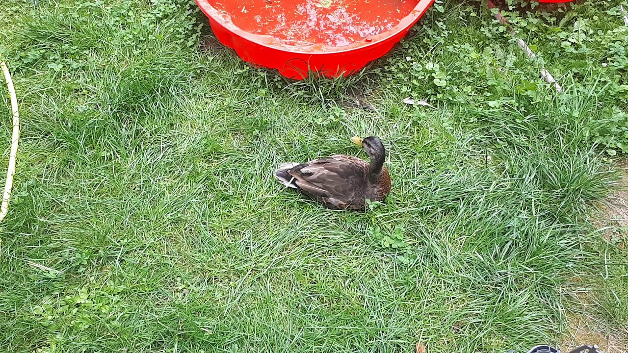 Rescued wild duck with broken leg(2) - YouTube