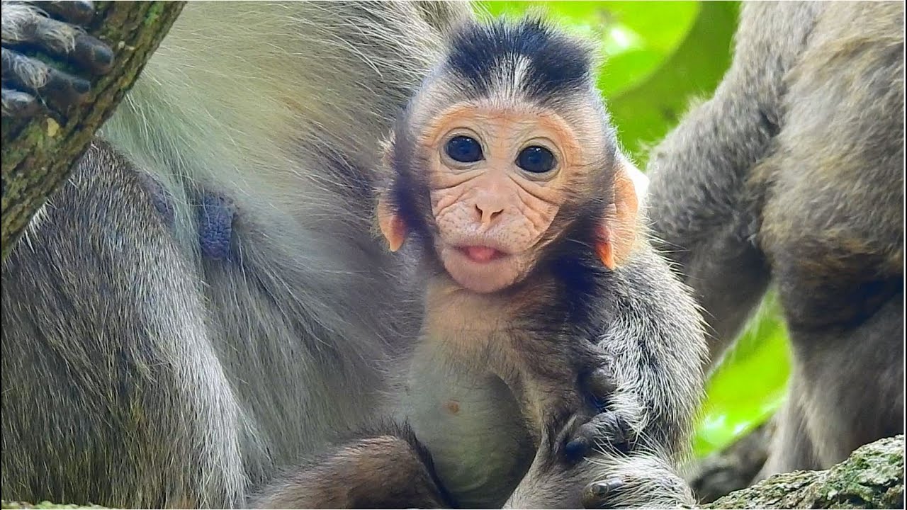 Lip Sacking Is Kind Of Meaning Of Talking Gesture. What Is Baby Monkey ...