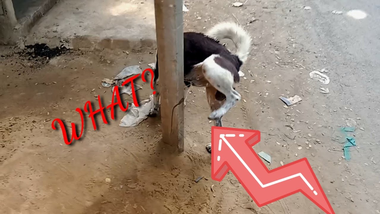 street dog food feeding satisfaction video - YouTube