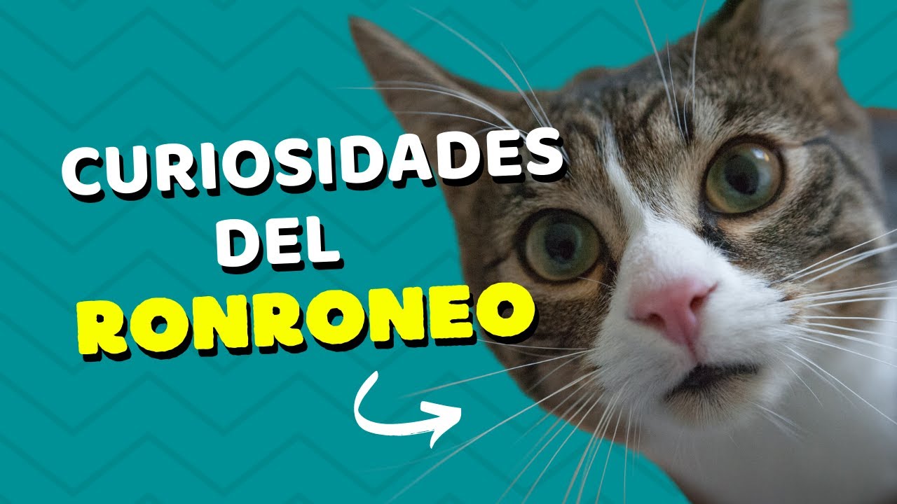 😺🔊 ¡Descubre el Poder del Ronroneo! 😻🔮 | Beneficios del Ronroneo de los ...