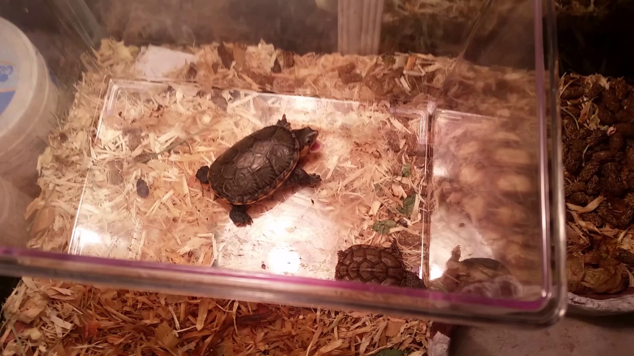 narrow bridged musk turtle -loggerhead musk- sulcata tortoise - YouTube