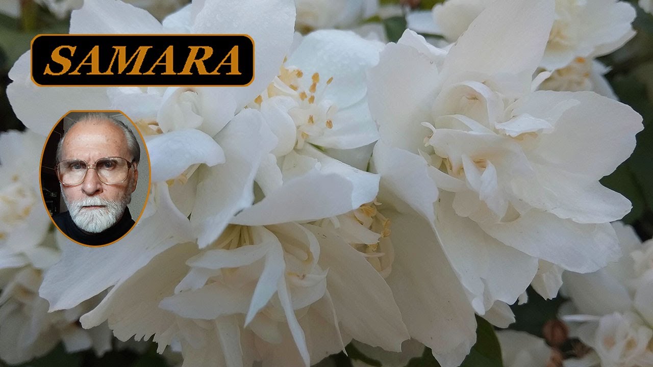 Samara. The Botanical Garden. June 2024. 8. & Самара. Ботанический сад ...