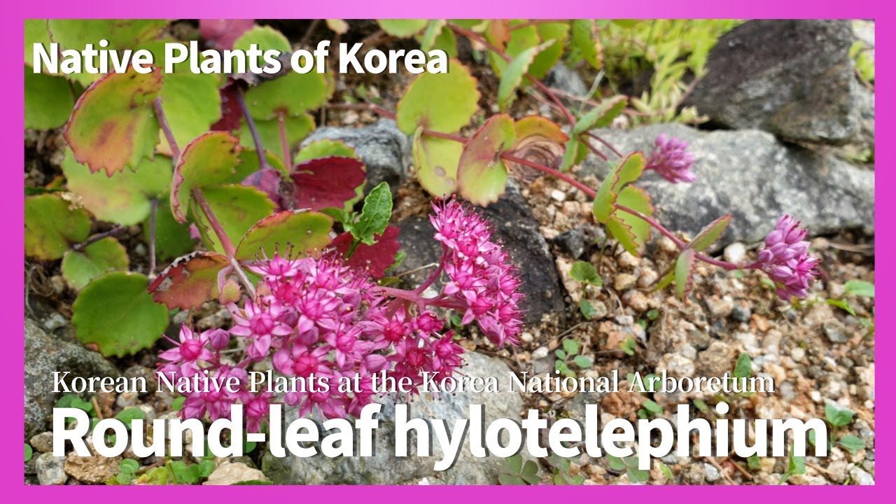 둥근잎꿩의비름 [Native Plants of Korea. 65] Round-leaf hylotelephium (English ...