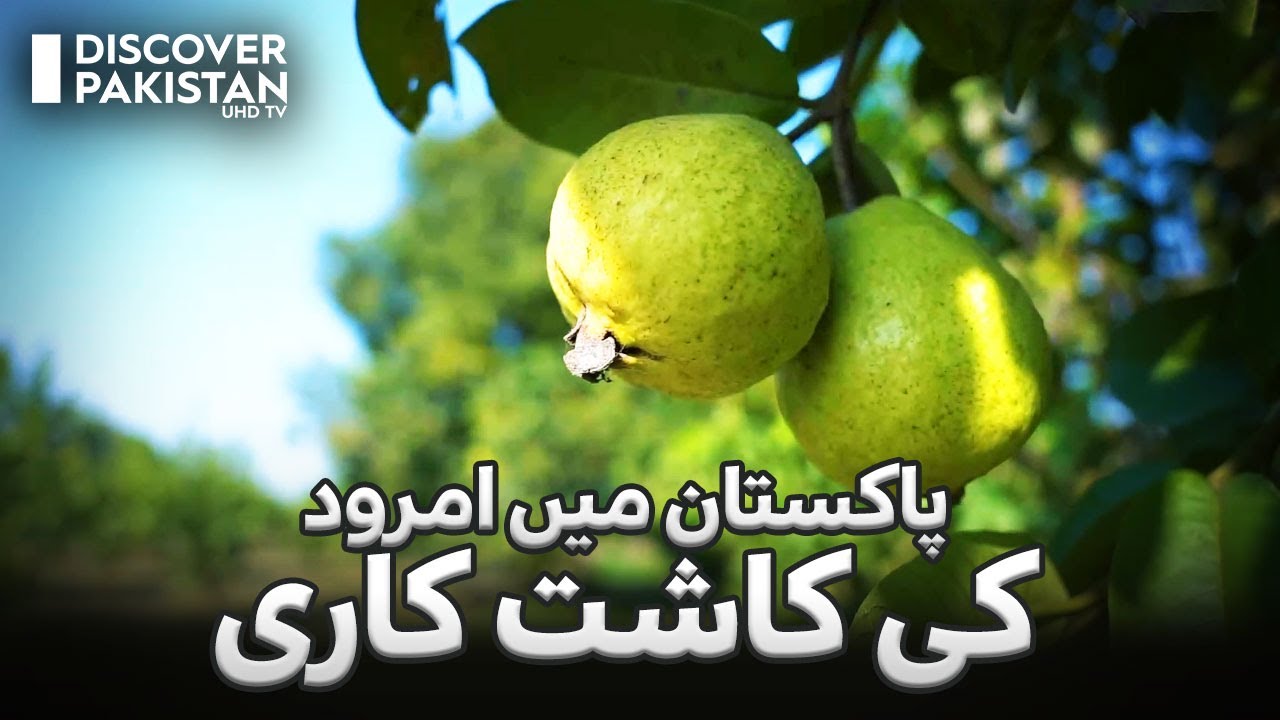 Guava Cultivation in Pakistan | Kissan Ka Pakistan | Discover Pakistan ...