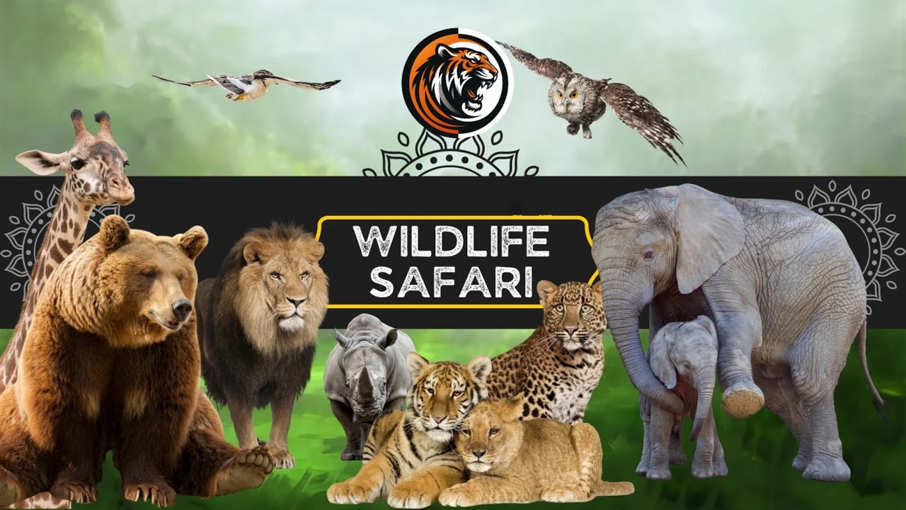 Sự kiện trực tiếp của Beast Bliss - YouTube