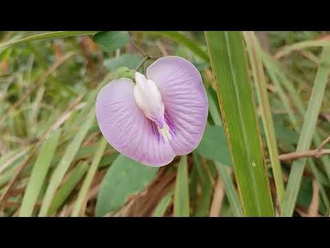 BILAT BILAT NA BULAK SA BUKID - YouTube