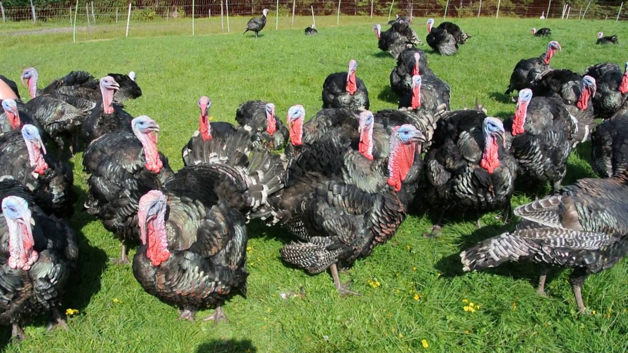 Truthahn Geräusche - YouTube