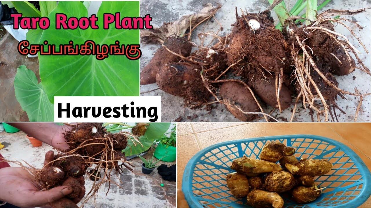 How to Harvest Taro Root Seppankilangu | Taro Root Plant | Harvesting ...