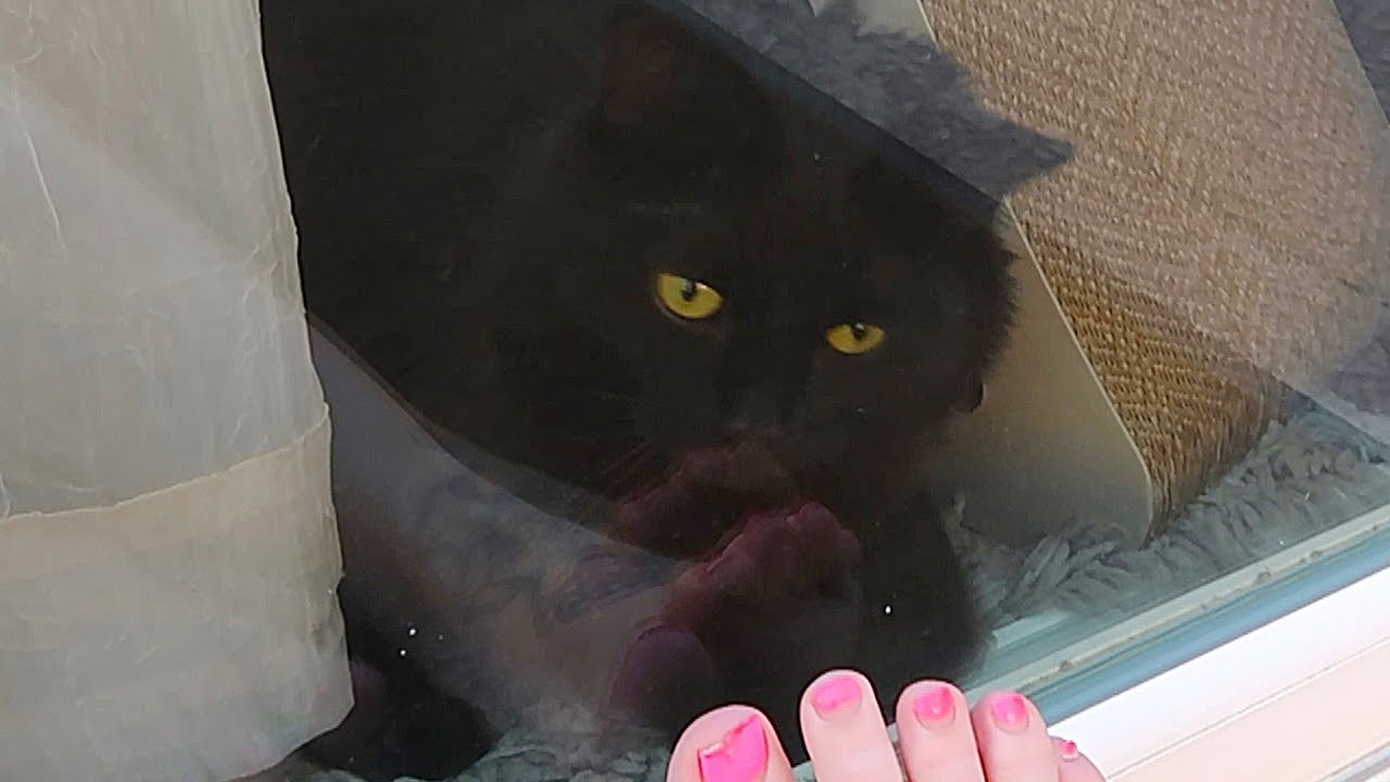 Eve Yearning in the Window - HAPPY CATURDAY! - YouTube