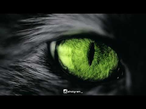 Colour changing cat eyes WhatsApp status video