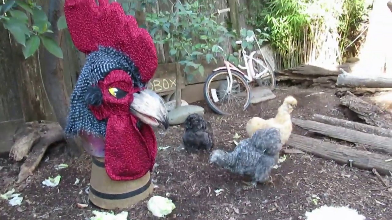 Cuckoo Color Rooster Mask FOR SALE - YouTube