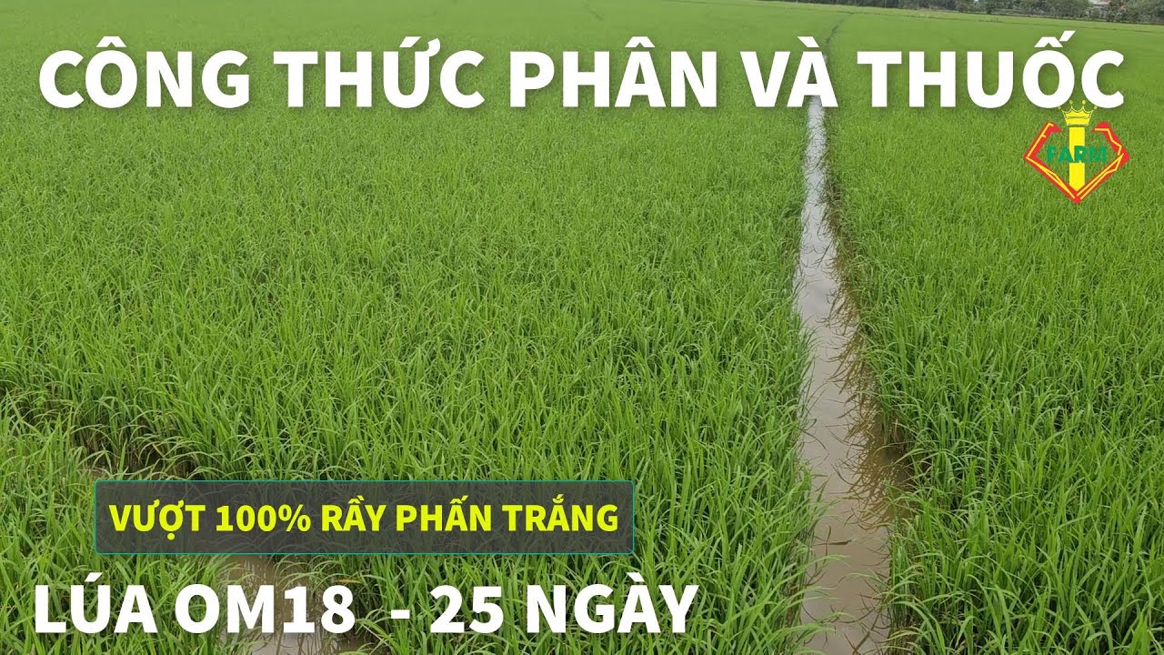 LÚA OM18: CÔNG THỨC PHÂN VƯỢT VÀNG LÁ - ĐỀU CÂY VÀ LÚA PHÁT TRIỂN MẠNH ...