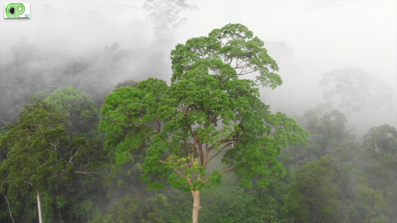 Beautiful Rainforests of Sabah - YouTube
