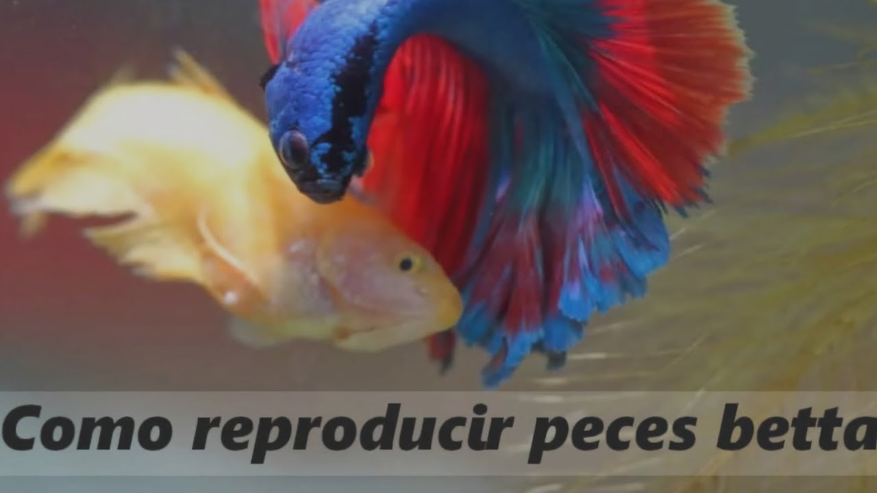 Montando reproducciones de Bettas - Gente Betta Venezuela Dorman - YouTube