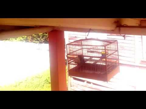 Guyana fire red whistling pt.2 - YouTube