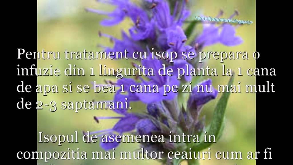 Isopul planta medicinala - YouTube