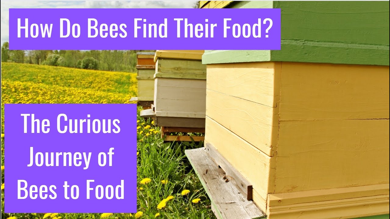 Symphony of the Hive: The Extraordinary Communication of Bees - YouTube