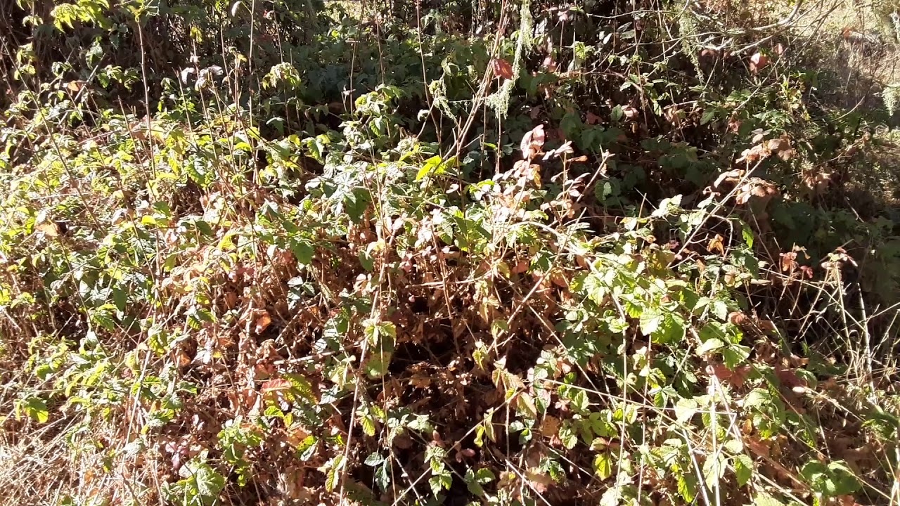 poison oak, BlackBerry, oak tree - YouTube