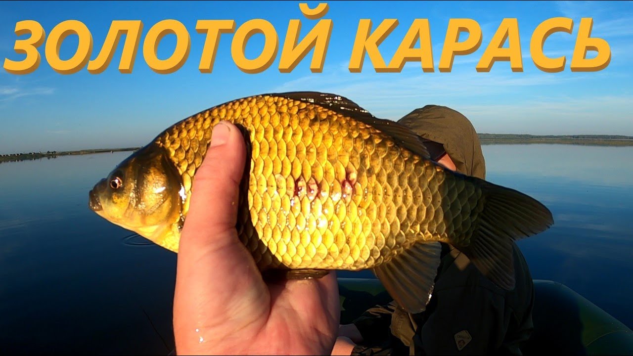 💥Золотой карась на поплавок💥 Рыбалка на озере💥 - YouTube