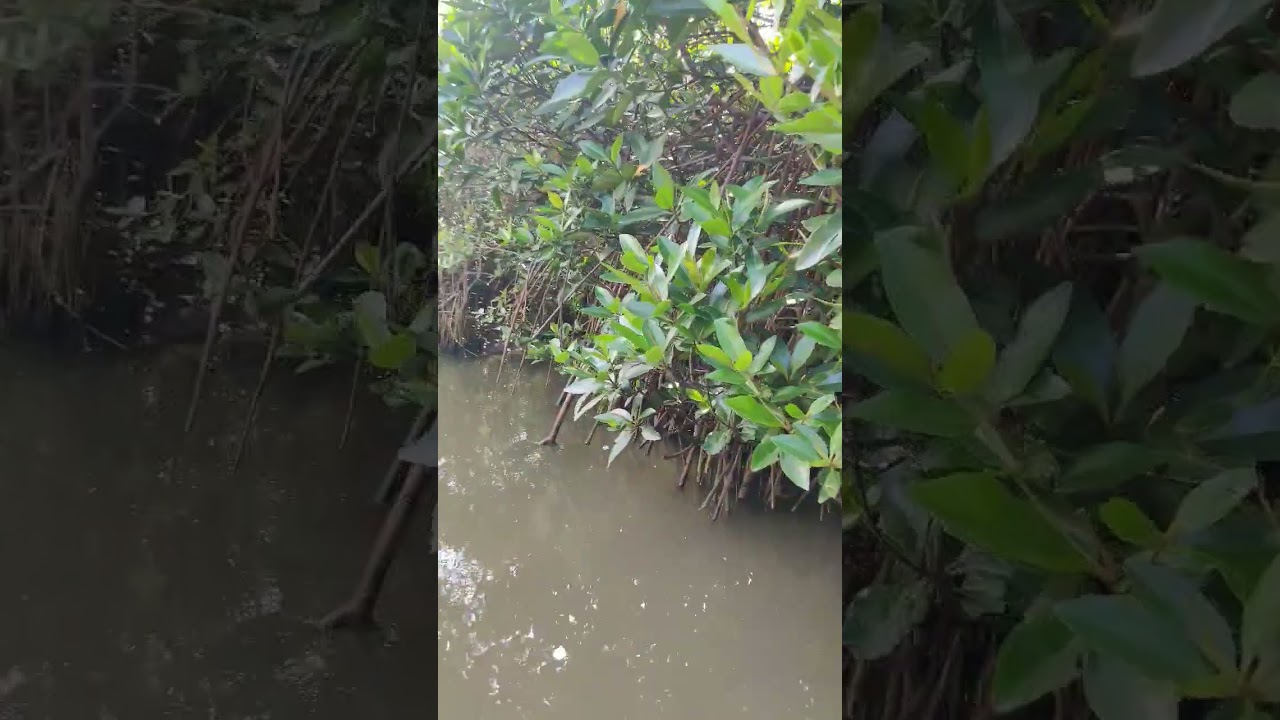 Pichavaram beach | Pichavaram mangrove forest | RR Digital - YouTube