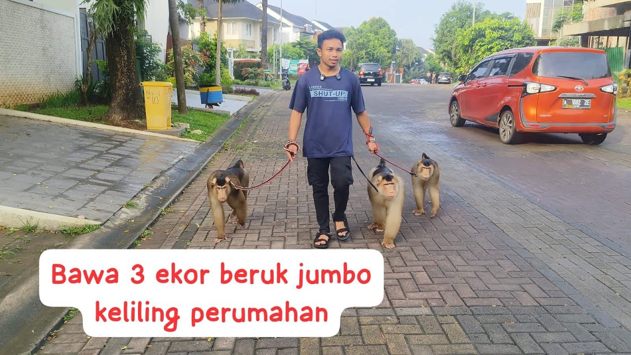 beruk beruk besar ikut keliling perumahan jogging olahraga pagi - YouTube