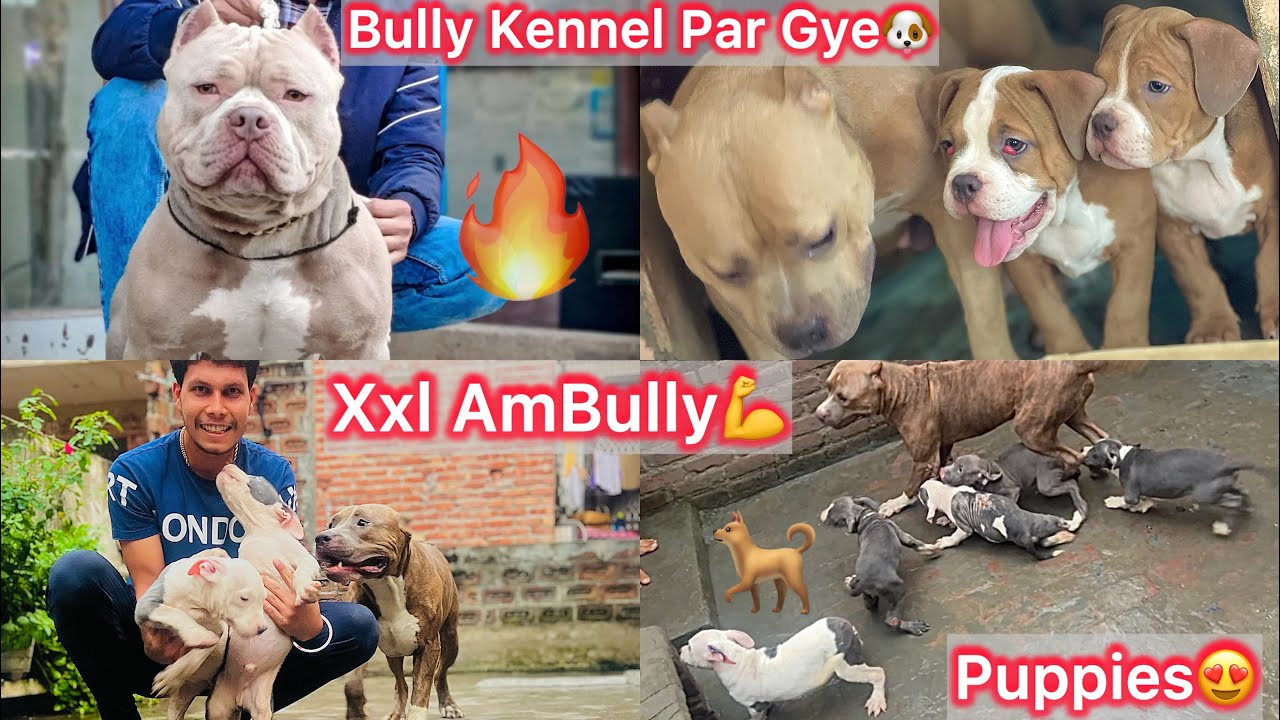 Ambully Kennel Par Gye🐶Pocket Size Ambully Xxl Size Ambully💪Bhero The ...