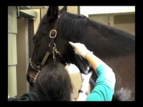 Equine Surgery Highlights - YouTube