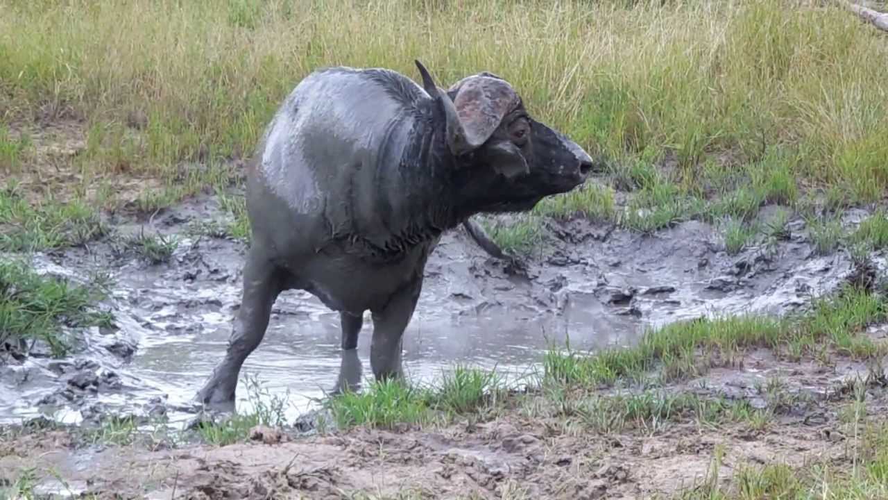 Cape Buffalo Enjoying a Mud Bath, Mala Mala Game Reserve, South Africa ...